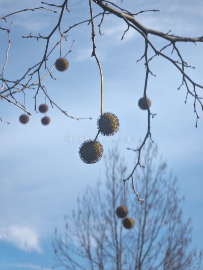 Seed Fruit Balls on Branches of a Sycamore Tree Stock Photo - Image of ...