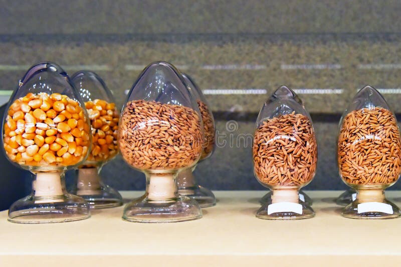 Seed in Gene data bank stock image. Image of bank, crops - 233414367