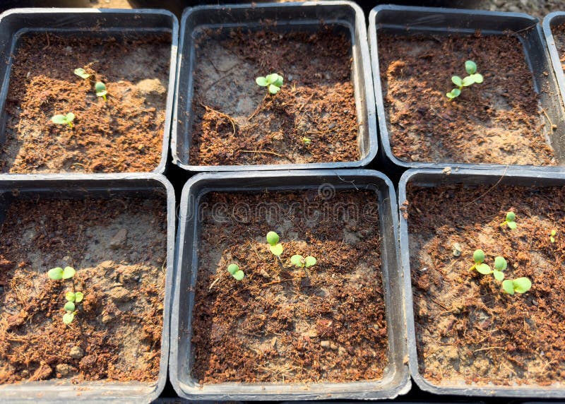Seed Germinated in a Plastic Containers Stock Photo - Image of ...