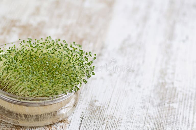 Seed germination container stock image. Image of agriculture - 117136313