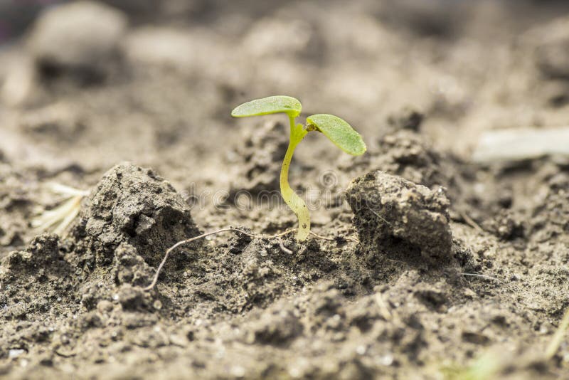 Seed Germination Growth into Forest Stock Image - Image of grow, earth ...