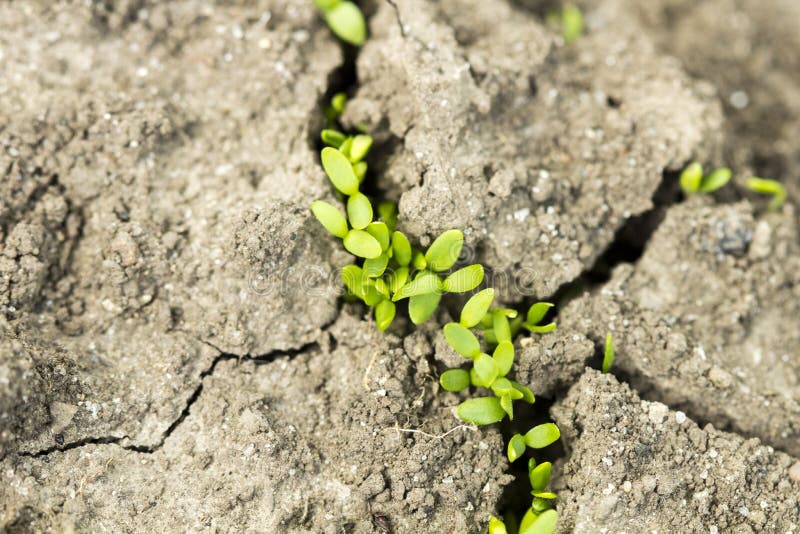 1,655 Bean Seed Germination Stock Photos - Free & Royalty-Free Stock ...