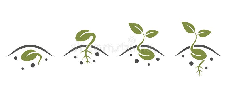 Sprouting Seed Vector