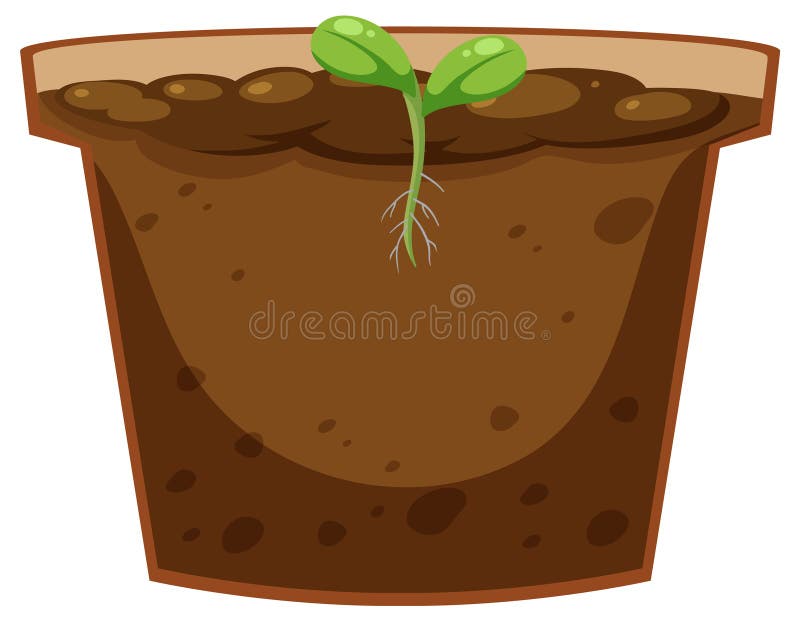 Germination Process Step Growing from Seed To Sprout Cartoon ...