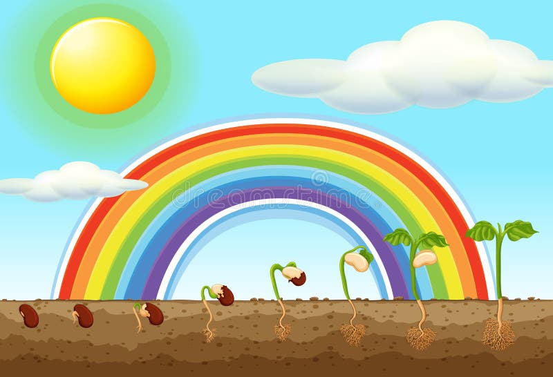Seed germination stock illustration. Illustration of germination - 8456410