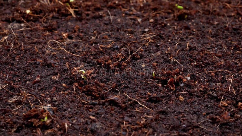 Seed Germination, Seed Growth, Germination, Growth Collection Stock ...