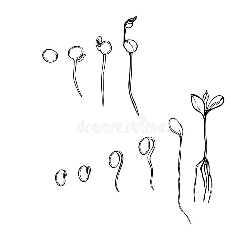 Seed Germination. Sketch Illustration Stock Vector - Illustration of ...
