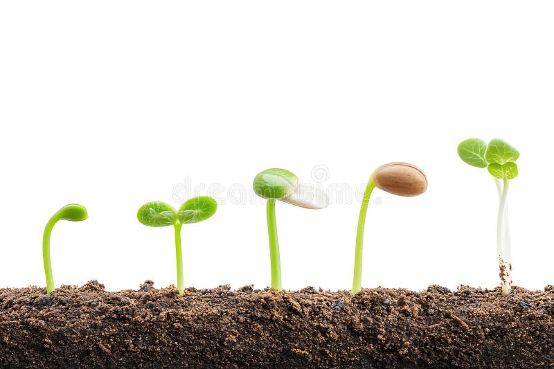 Seed Germination Stages: from Seed To Sprout a Visual Guide To Plant ...