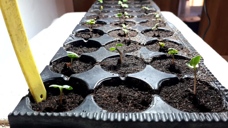 Seed Germination Time Lapse Stock Video - Video of germinate, dirt ...