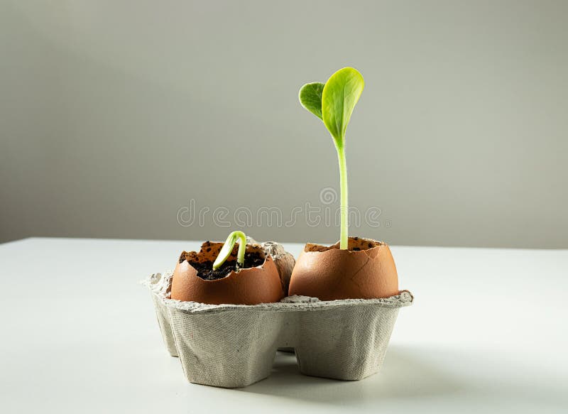 Seed Germination of Zucchini in Eggshells Stock Photo - Image of ...