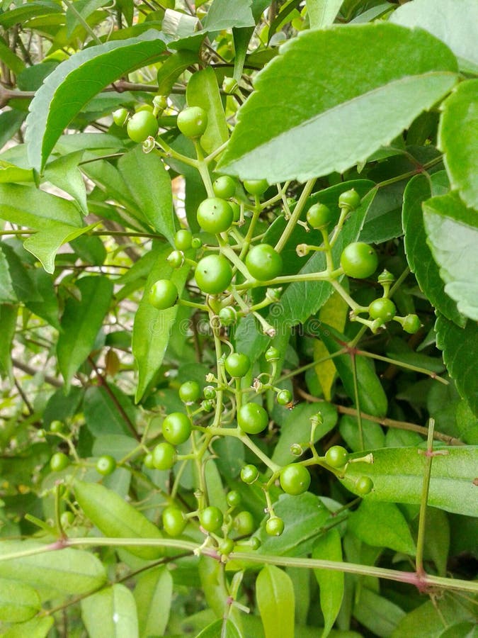 Verginia Creeper Tree in Garden Stock Photo - Image of leaves, green ...