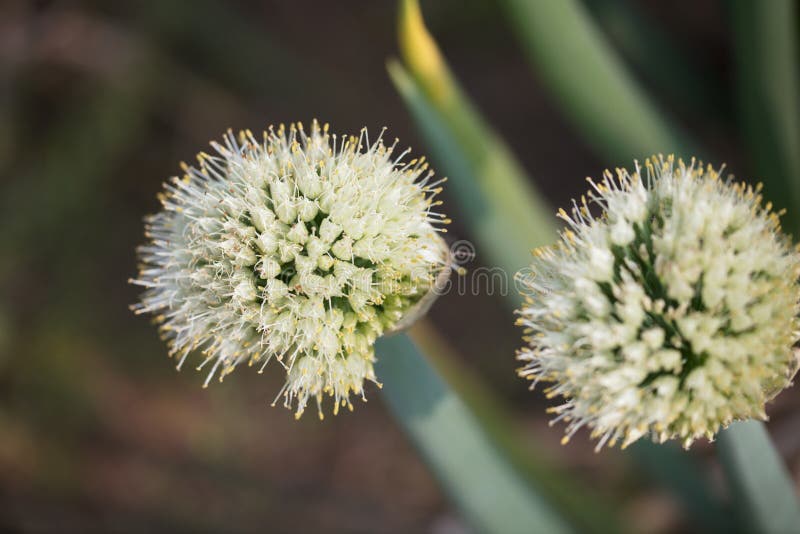 Seed Green Onions in Spring Stock Image - Image of seed, generation ...