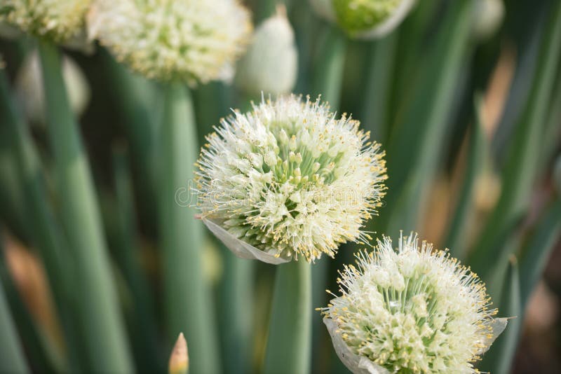 Seed Green Onions in Spring Stock Photo - Image of seeded, wild: 253397966