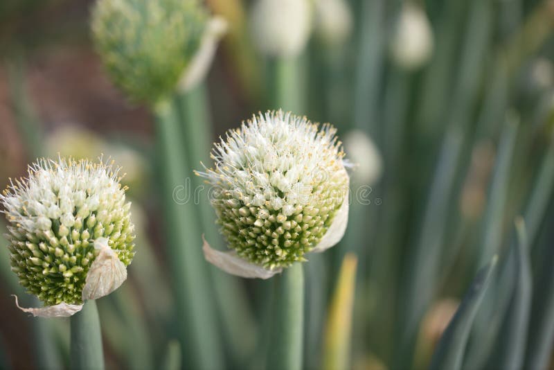 Seed Green Onions in Spring Stock Photo - Image of field, cultivation ...