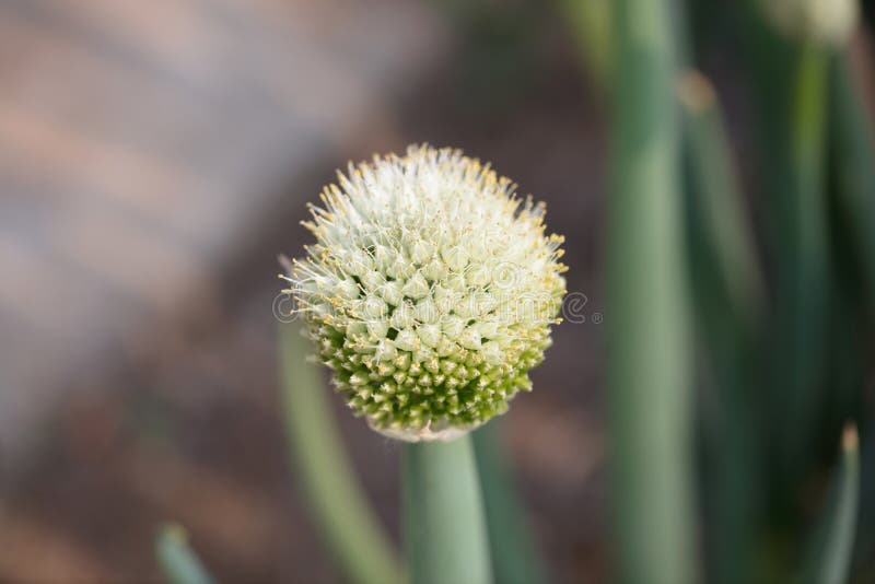 Seed Green Onions in Spring Stock Image - Image of green, wild: 253398077