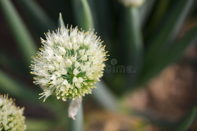 Seed Green Onions in Spring Stock Image - Image of ripen, cultivation ...