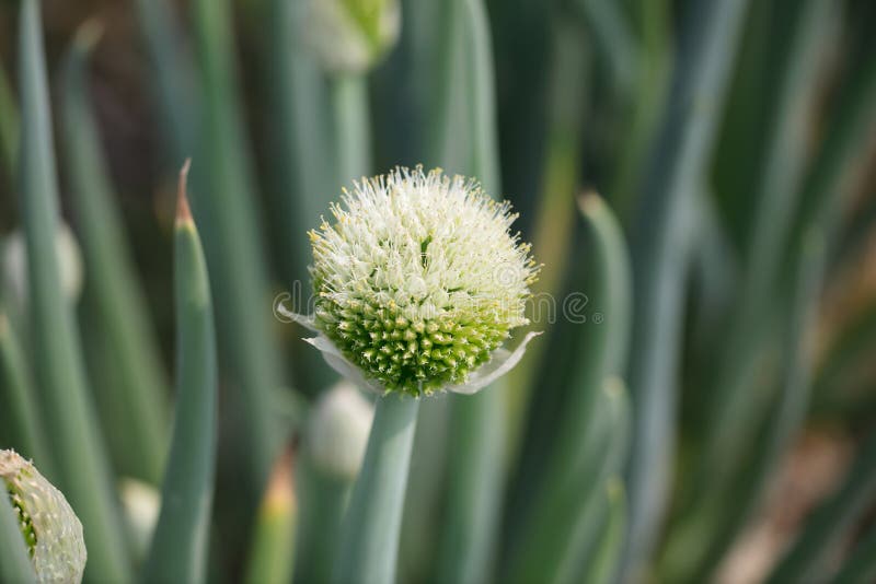 Seed Green Onions in Spring Stock Image - Image of onion, seeding ...