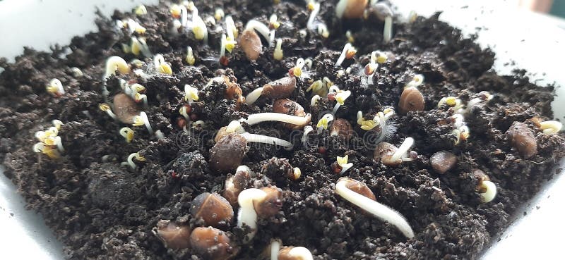 Seed grow plant soil stock photo. Image of grow, flower - 269599532