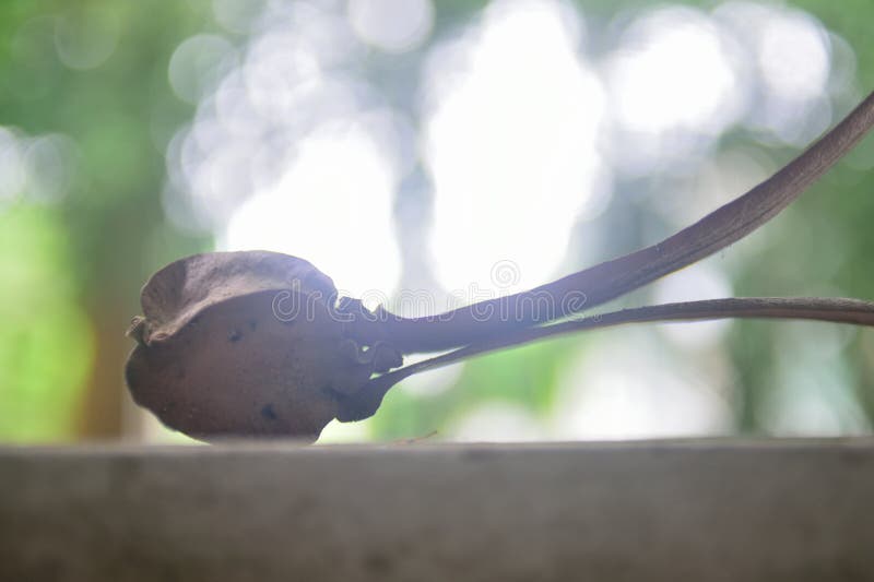 Seed of Gurjan Tree on Wall Stock Image - Image of seasonal ...