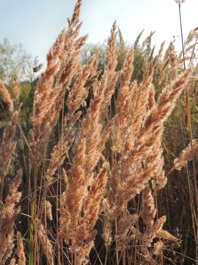 Seed Head of the Common Reed Stock Image - Image of stem, shiny: 49463603