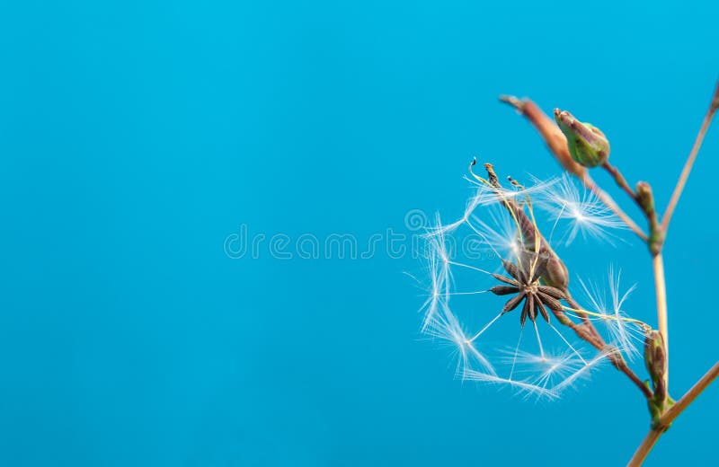 The Seed Head of a Rough Hawksbeard Stock Image - Image of nature, herb ...