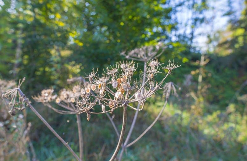 Seed Head of a Withered Plant in Field in Sunlight Stock Image - Image ...