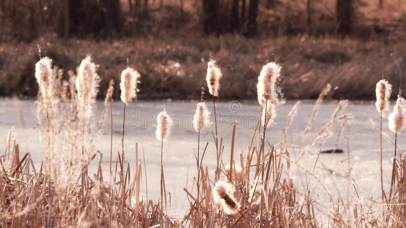 Seed Heads of the Marsh Reed Throw Their Fluff To the Wind Stock ...
