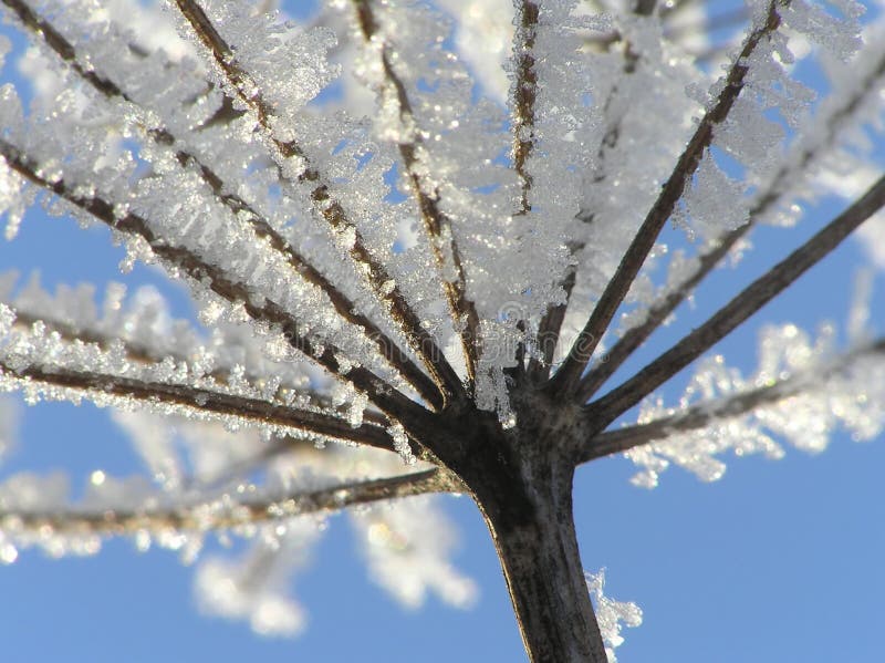 Seed with ice crystals stock photo. Image of umbel, botanical - 479456