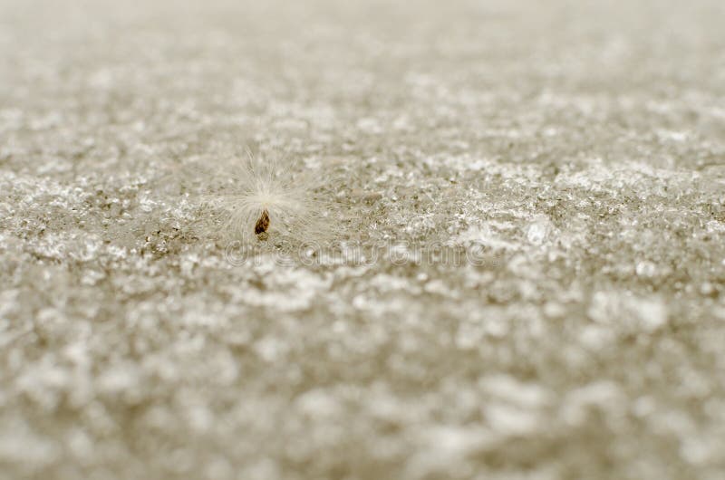 The seed on the ice stock image. Image of macro, outdoor - 37071935