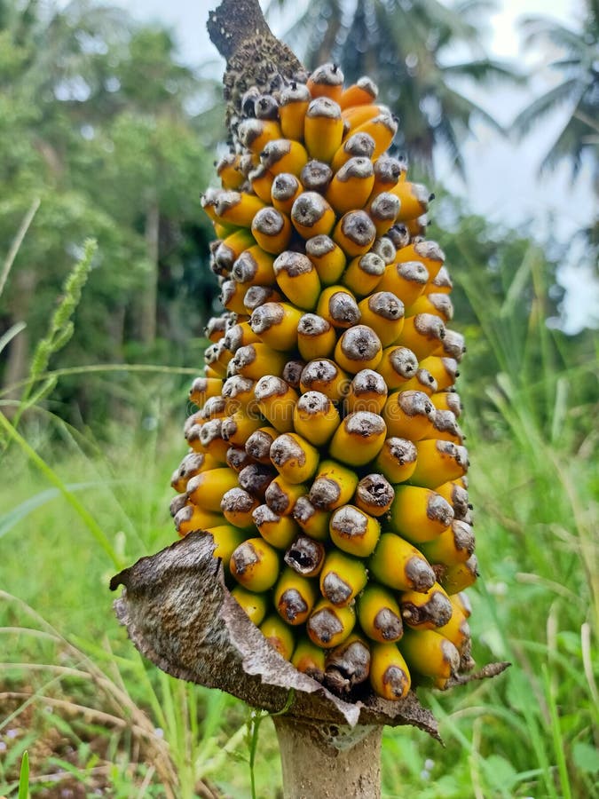 Seed Konjac Spores stock photo. Image of food, konjac - 261966610
