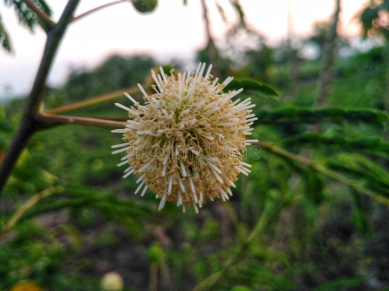 Botok Landing Stock Photos - Free & Royalty-Free Stock Photos from ...