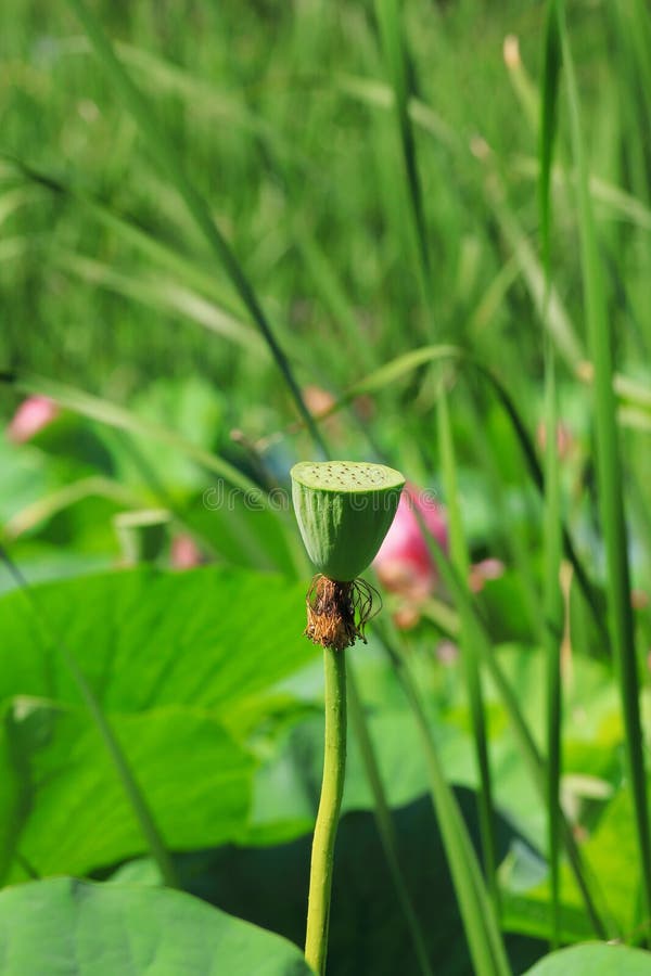 Seed lotus stock photo. Image of blue, invasive, swamp - 32743602