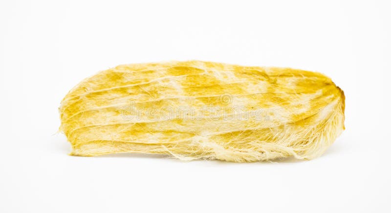 Seed of Mango Isolated on White Background Stock Image - Image of juicy ...