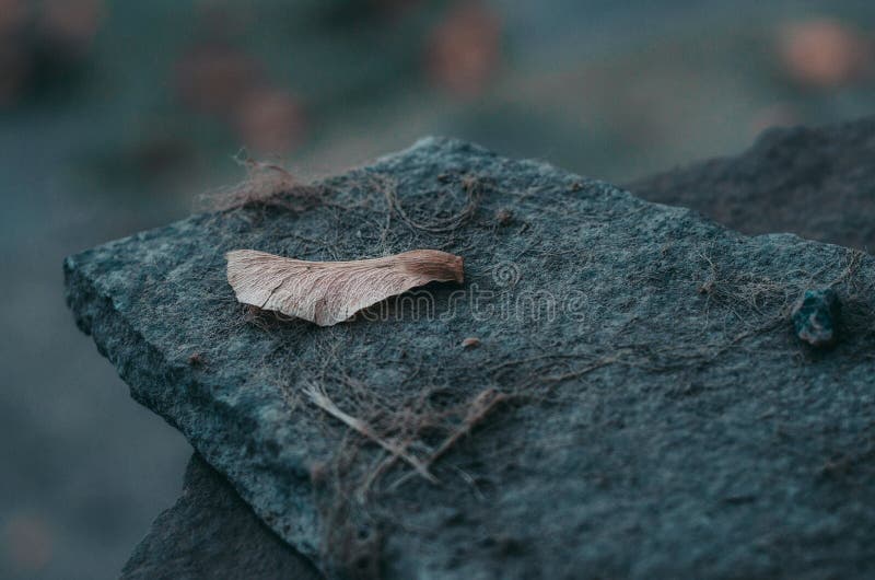 Seed of maple on stone stock image. Image of branch - 221232035