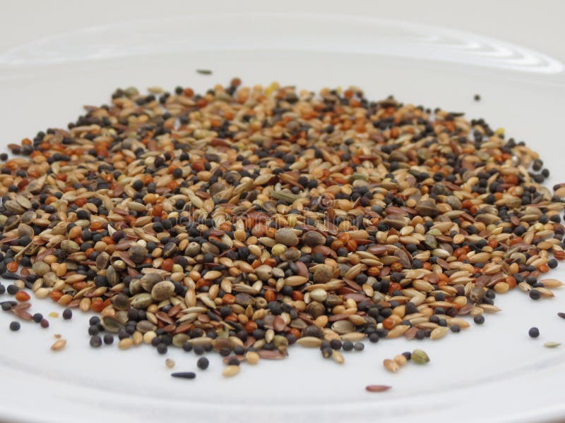 Seed mix for wild birds stock photo. Image of nutrition - 181656260