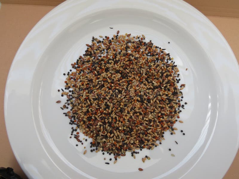 Seed mix for wild birds stock photo. Image of food, birds - 182312860