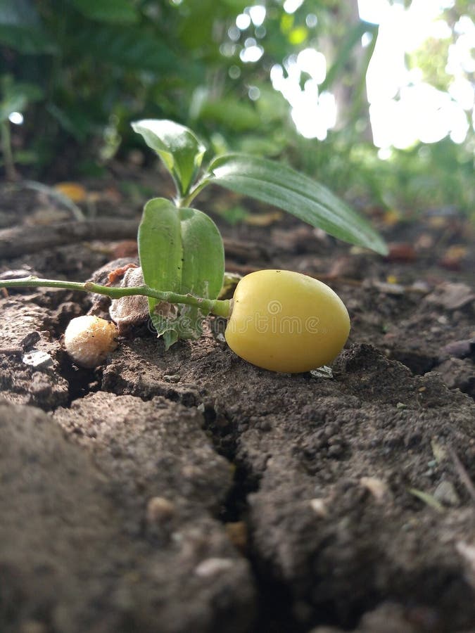 Seed of neem tree stock image. Image of soil, seed, nature - 219063689