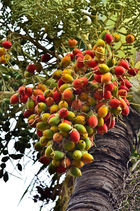 Oil Palm Fruit on Palm Tree Stock Photo - Image of estate, plantation ...