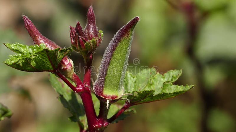 Seed Okra, Okra Fruit Left for Seed Stock Video - Video of garden, food ...