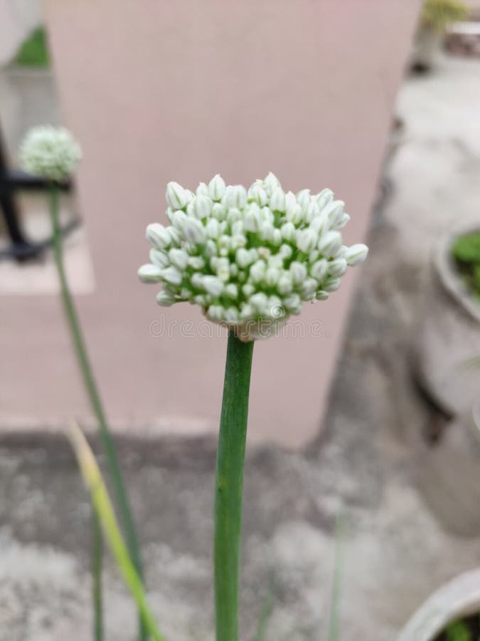 Seed Onionseed Flower Spring Onion Stock Image - Image of onion, flower ...