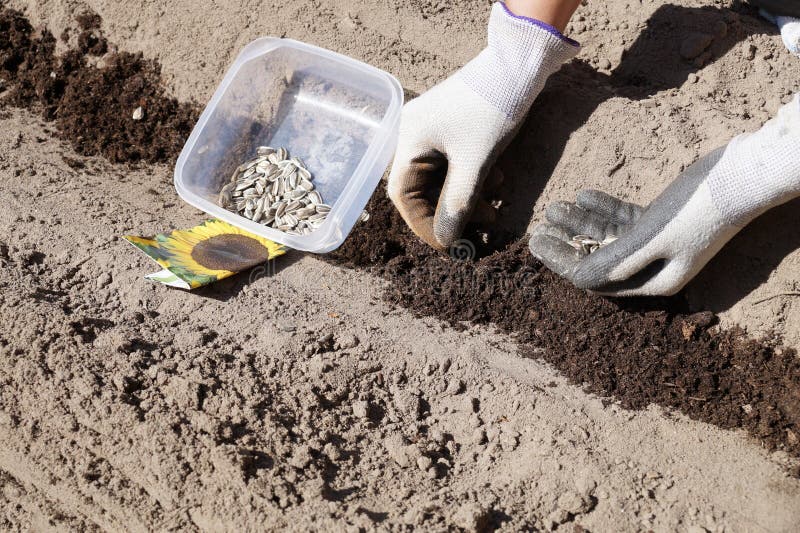 Spring Works in a Home Garden, Sowing Sunflower Seeds. Stock Photo ...