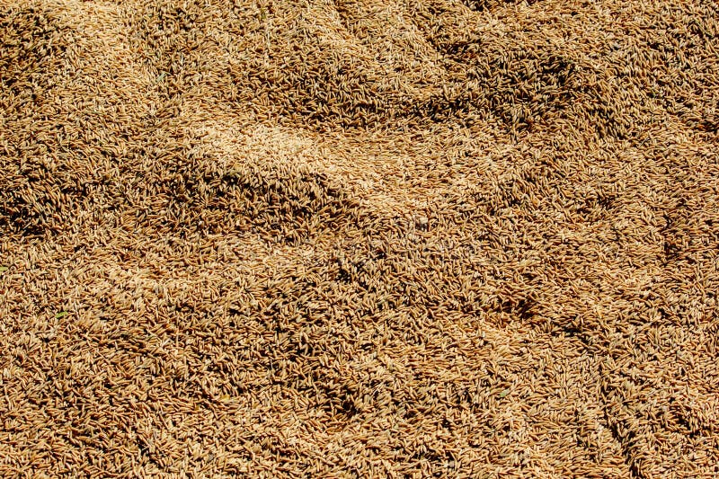 Seed paddy on floor stock image. Image of isolated, rice - 134849721