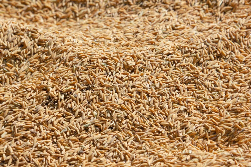 Seed paddy on floor stock image. Image of husbandry - 134849979