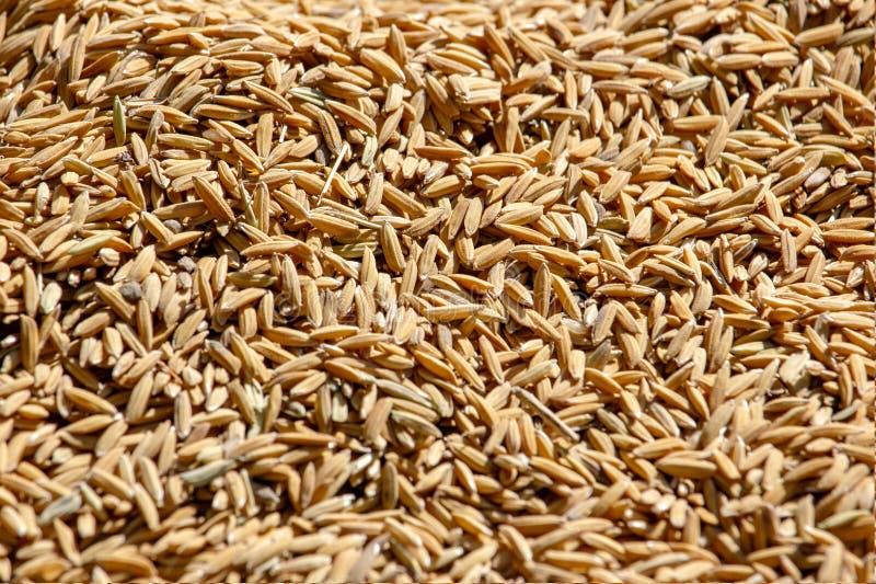 Seed paddy on floor stock image. Image of golden, beautiful - 134850313