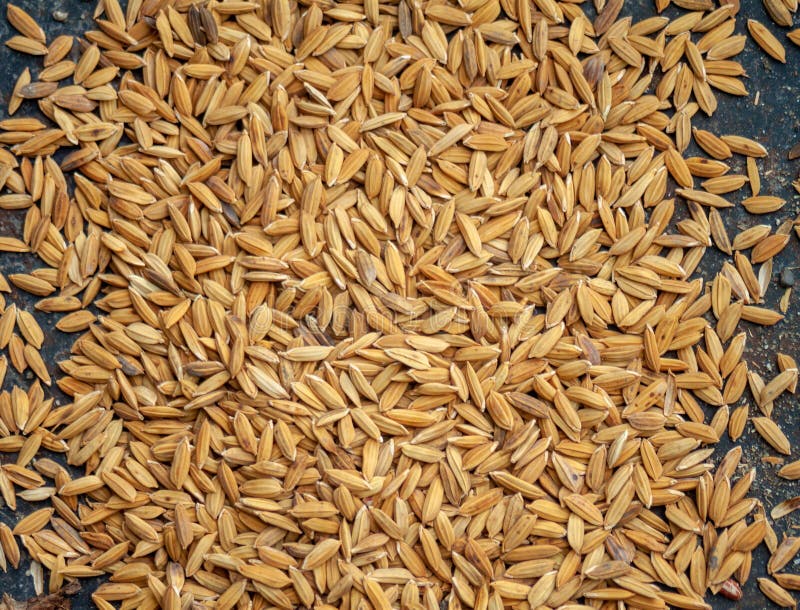 Seed Paddy Rice Organic Use for Cook and Eating Stock Image - Image of ...