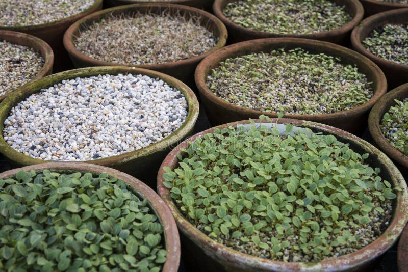 Seed pans stock image. Image of spring, garden, pans - 103049809