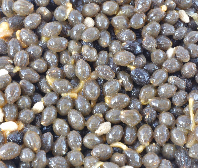 Seed papaya stock image. Image of fruit, vegetables, health - 50159729