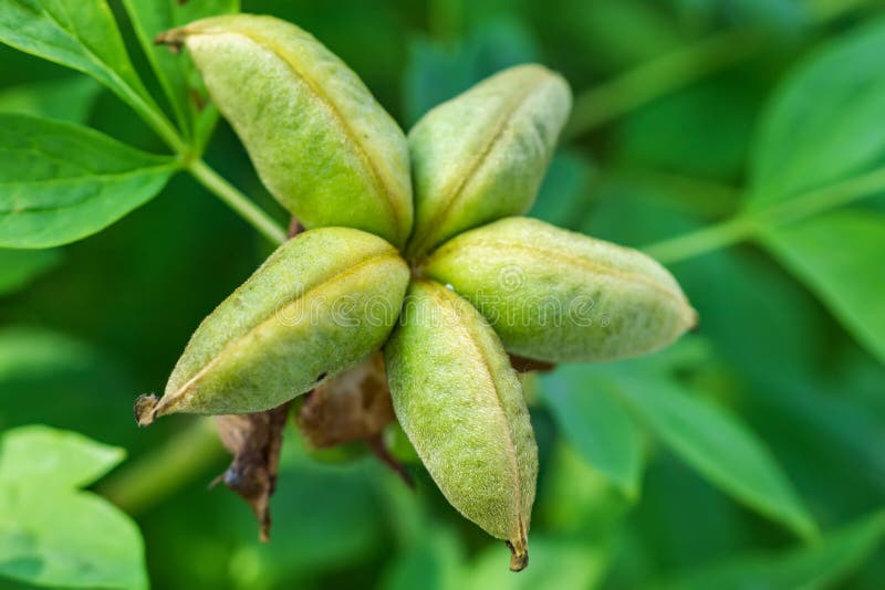 Seed of Peony Tree in the Garden Stock Photo - Image of environment ...