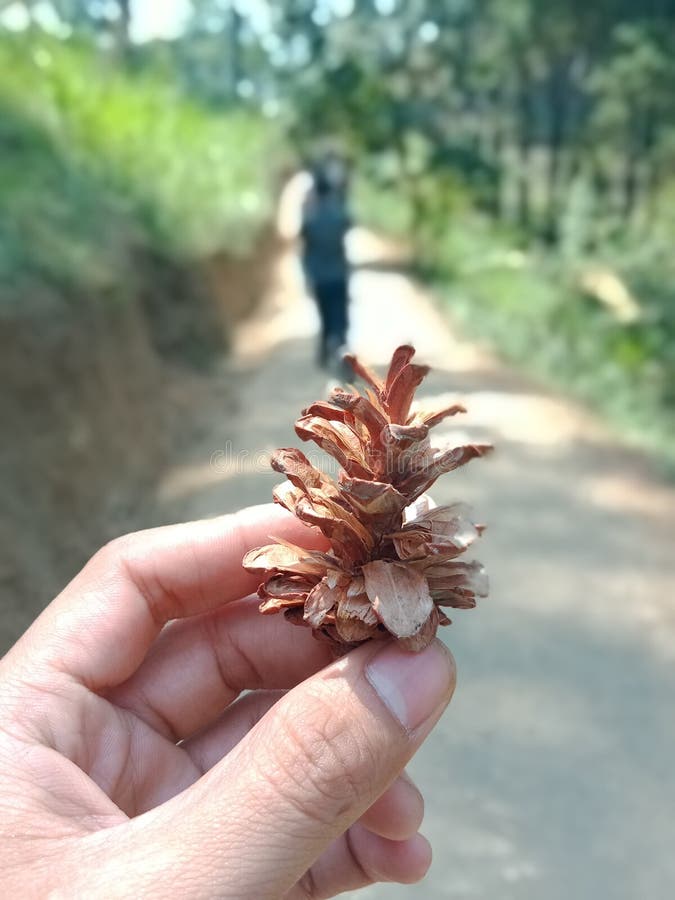 Seed Pine in the Walk of Weekend Stock Photo - Image of pine, leaf ...