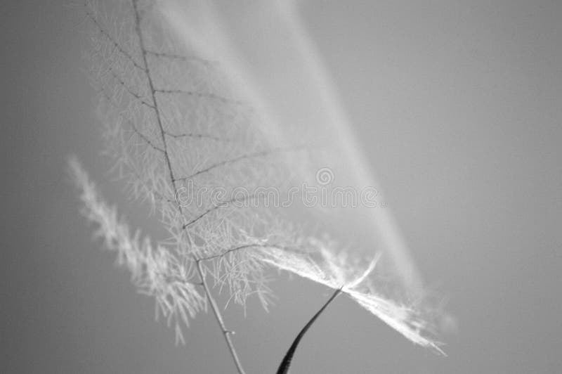 Seed of the plant stock image. Image of little, nature - 127454119